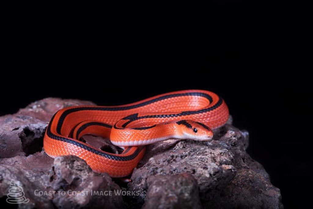 Animal List – Coast To Coast Exotics