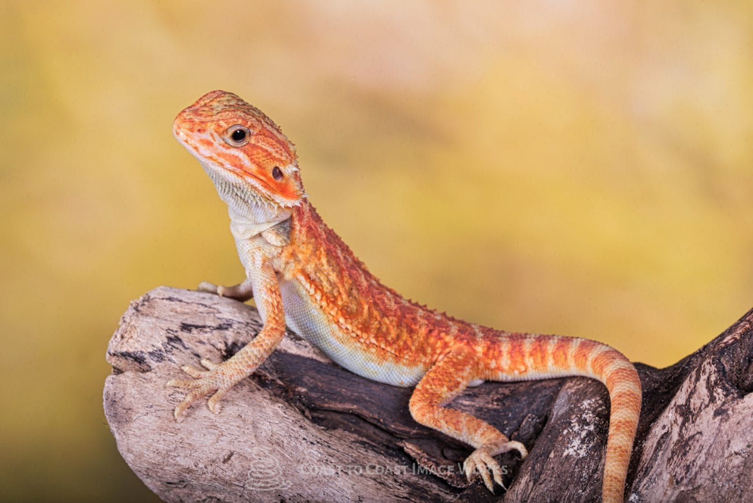 Bearded Dragons – Coast To Coast Exotics