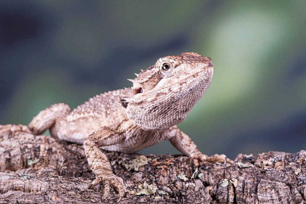 Animal List – Coast To Coast Exotics