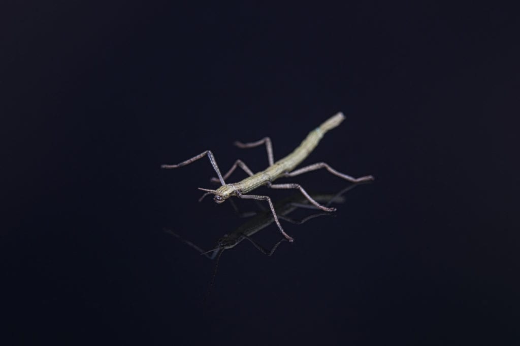 Indian Stick Insects CB | Coast To Coast Exotics