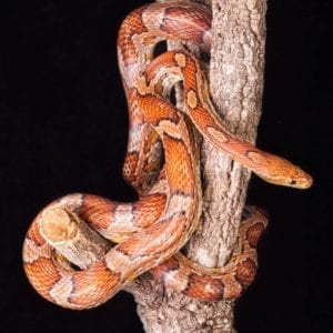 Corn Snakes & Corn Hybrids | Coast To Coast Exotics