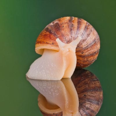 Invertebrates | Coast To Coast Exotics