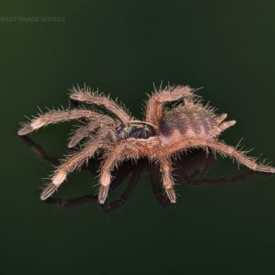 Category: Spiders