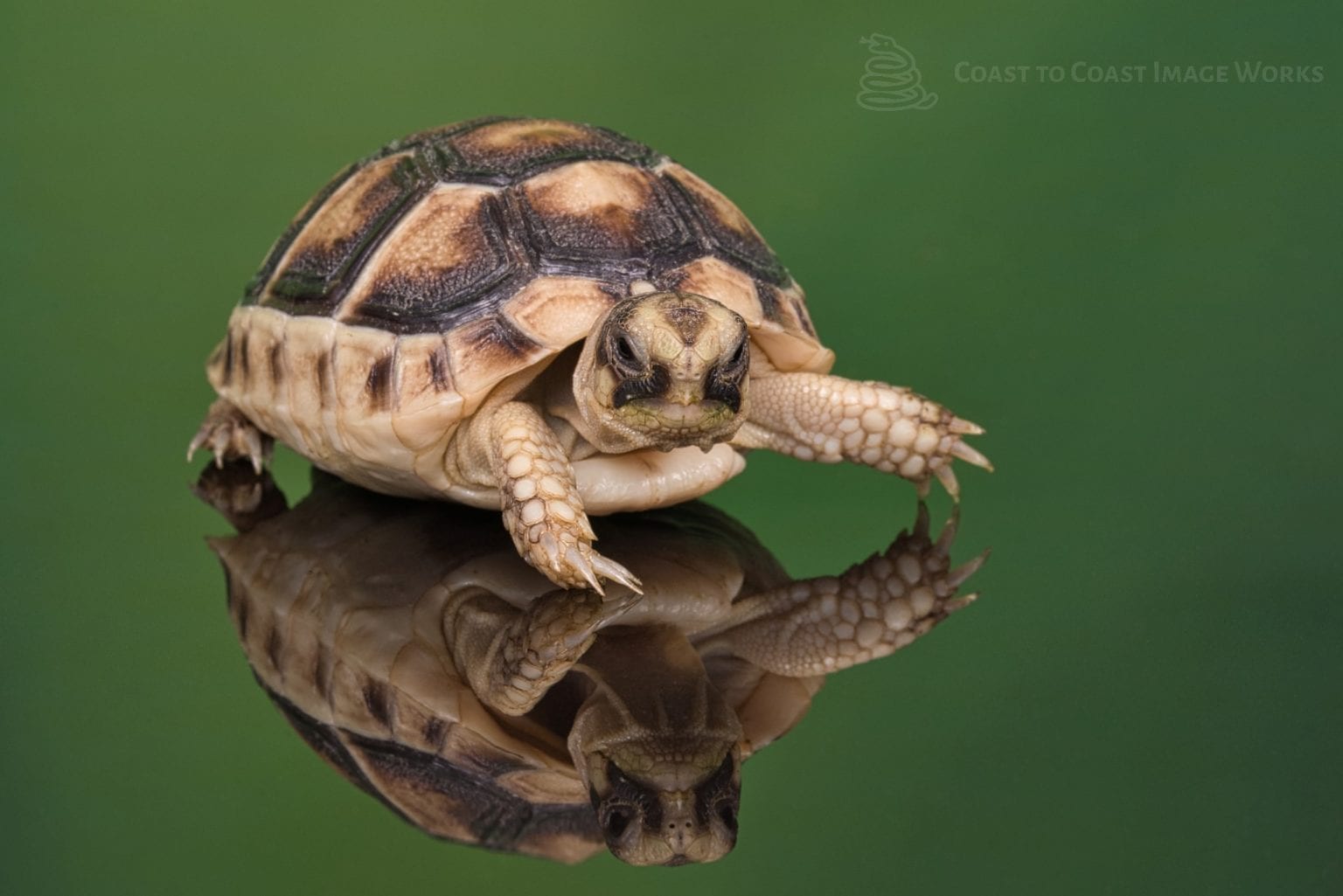 Waking up tortoises after their winter sleep - yawn! | Coast To Coast ...