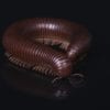 Invertebrates | Coast To Coast Exotics