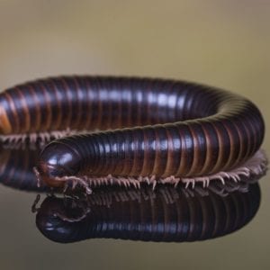 Category: Invertebrates