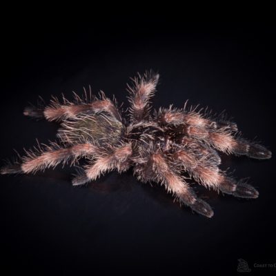 Invertebrates | Coast To Coast Exotics