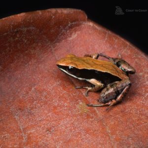 Amphibians | Coast To Coast Exotics