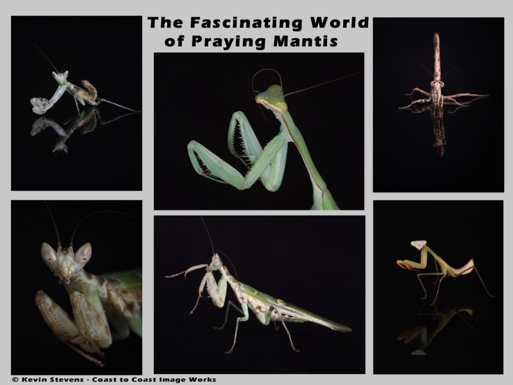 Praying mantis - Interesting facts you might not know about | Coast To ...