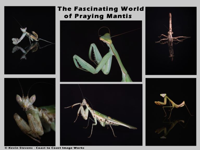Praying mantis - Interesting facts you might not know about | Coast To ...