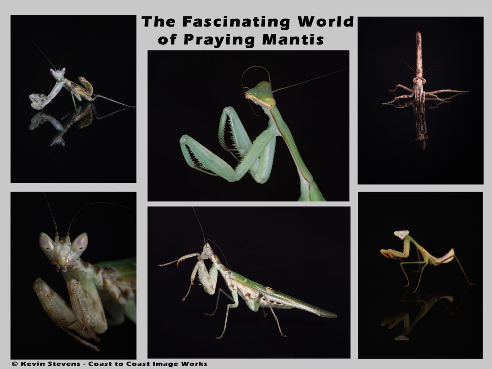 Praying mantis - Interesting facts you might not know about | Coast To ...
