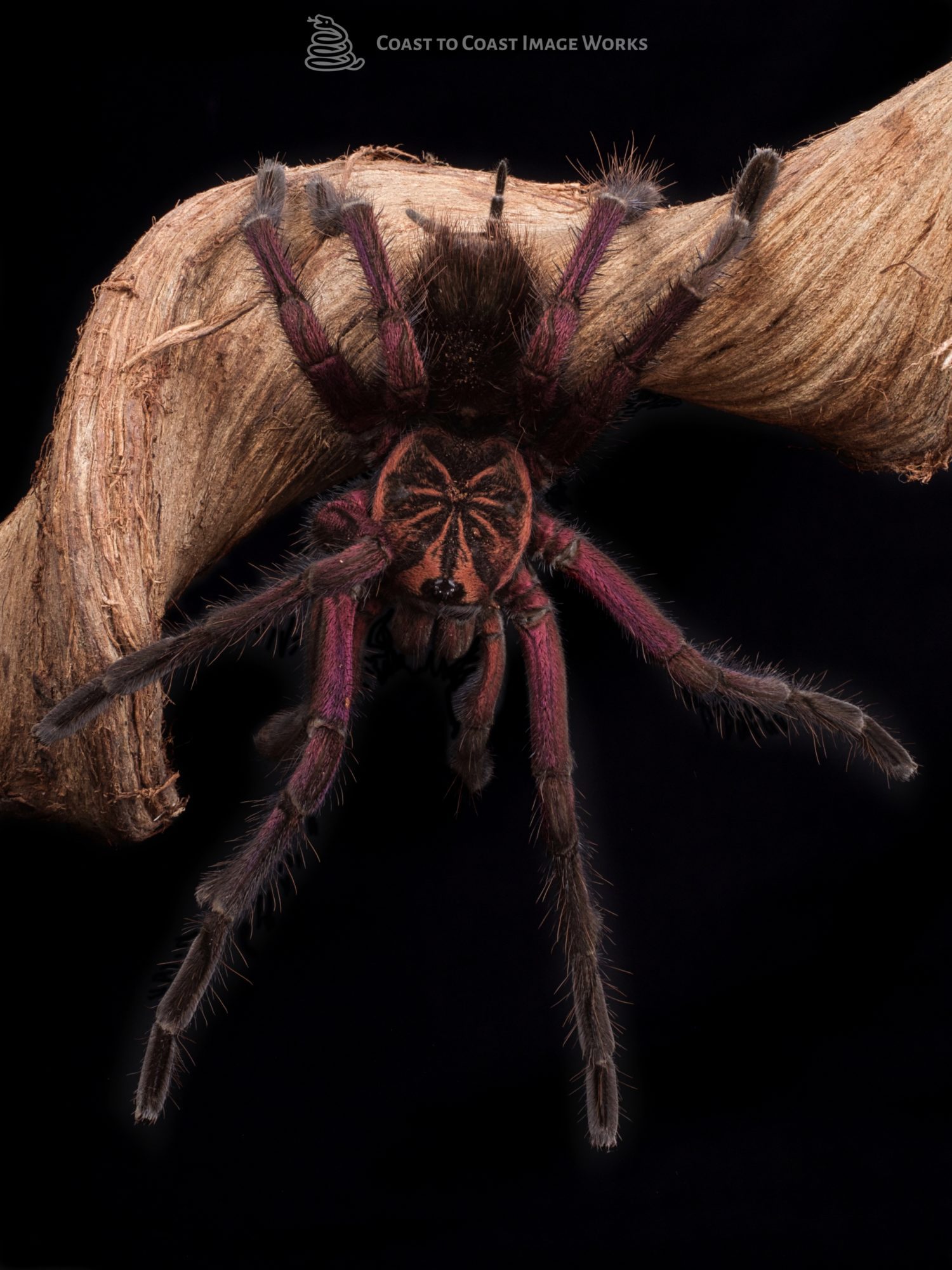 Photography at Coast to Coast Exotics | Coast To Coast Exotics
