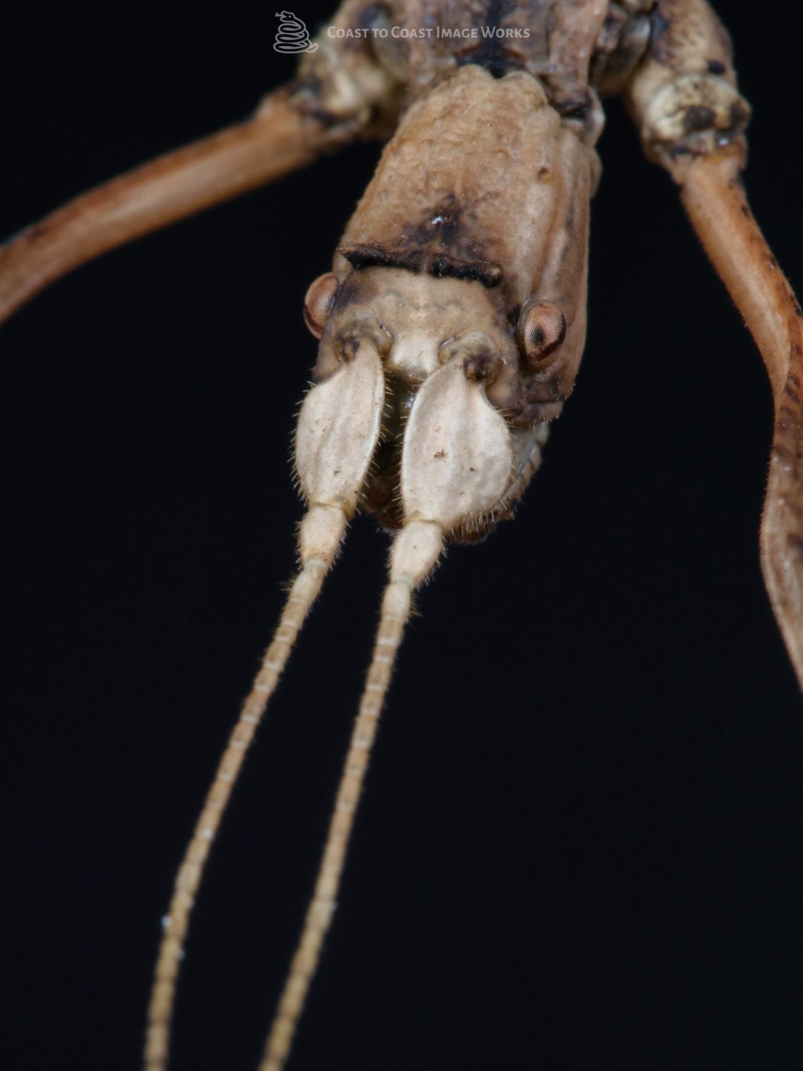 Thai Beauty Stick Insect (Parapachymorpha zomproi) | Coast To Coast Exotics