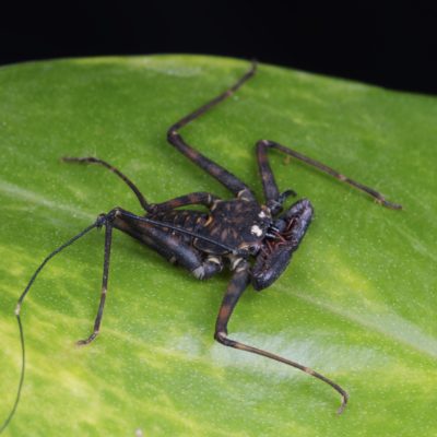 Scorpions | Coast To Coast Exotics