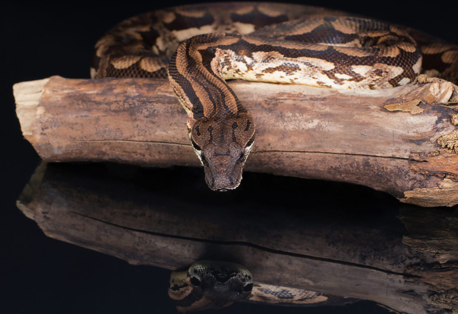 Dumeril's Boa (Acrantophis dumerili) | Coast To Coast Exotics