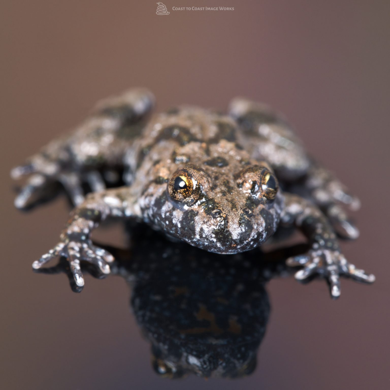 Amphibians | Coast To Coast Exotics