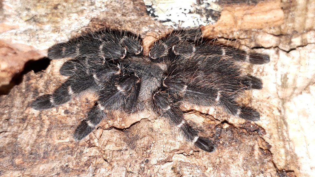 Thai Bamboo Spider (Taksinus bambus) | Coast To Coast Exotics