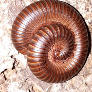 Millipedes | Coast To Coast Exotics