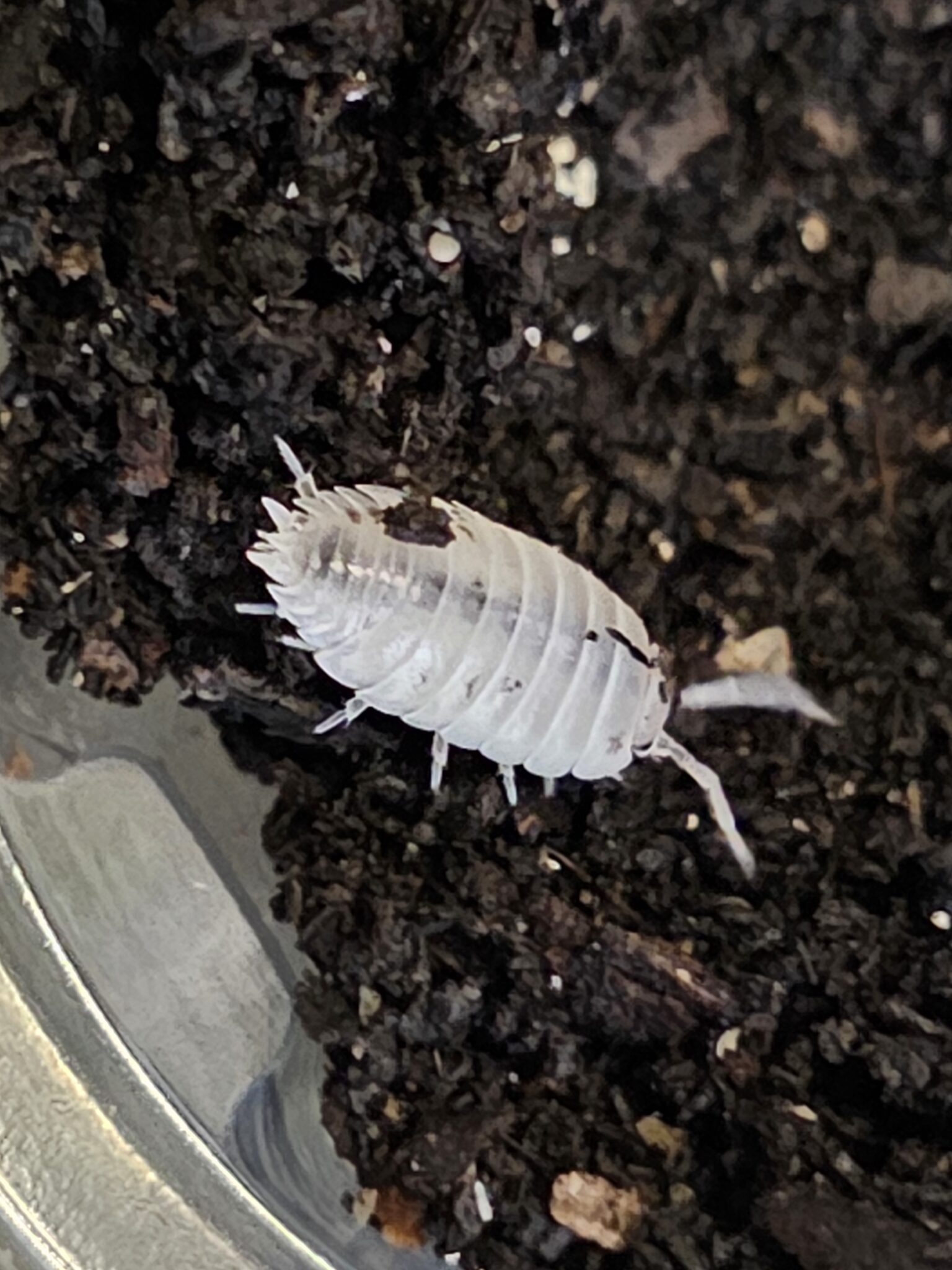 Snow White Isopod (Porcellio laevis) | Coast To Coast Exotics
