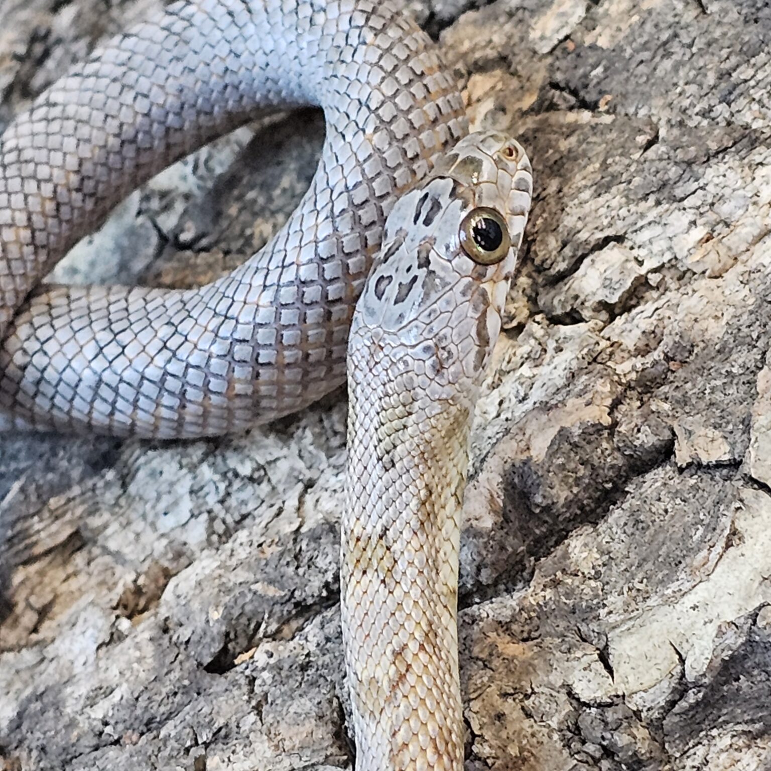 Baird's Rat Snake (Pantherophis bairdii) | Coast To Coast Exotics