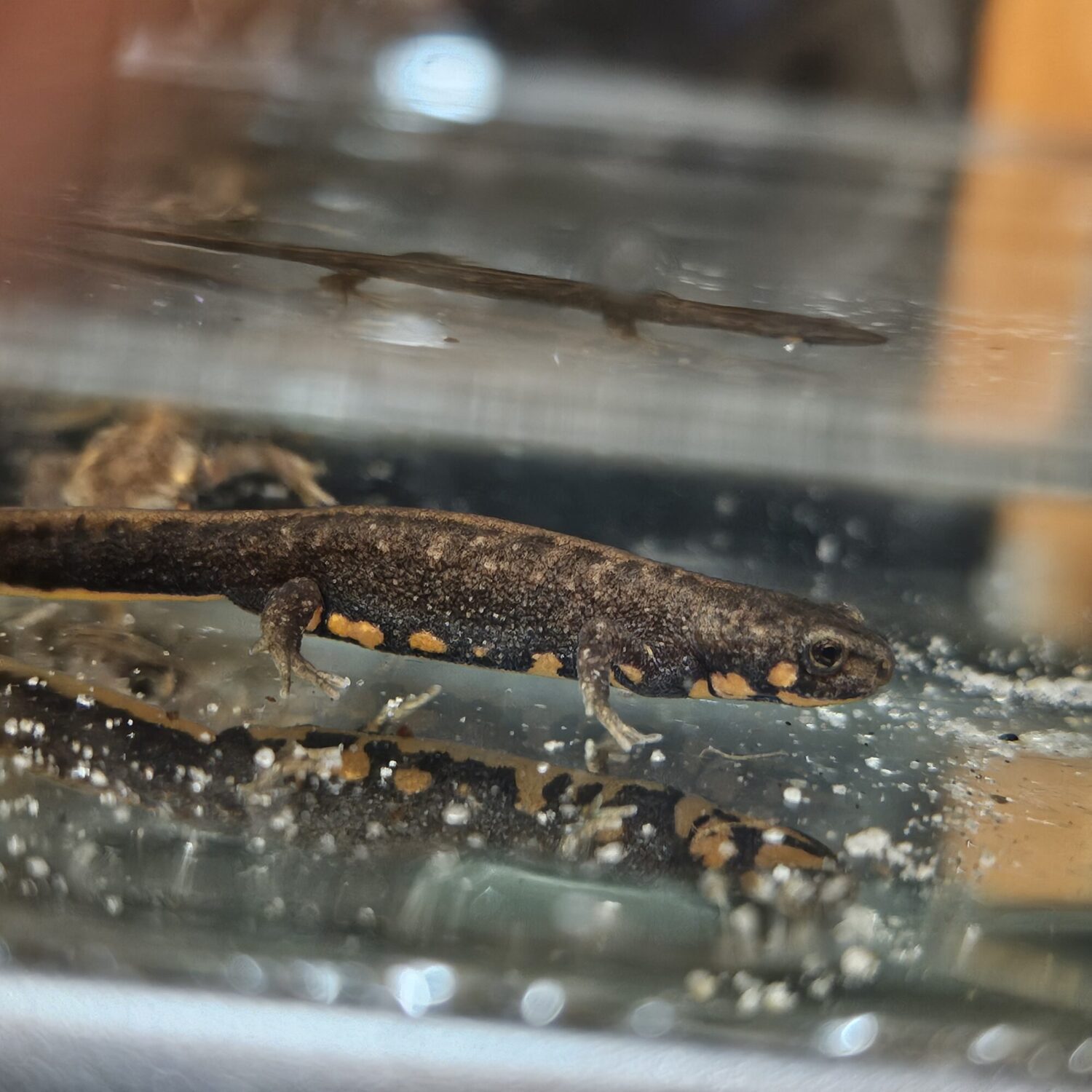 Amphibians | Coast To Coast Exotics