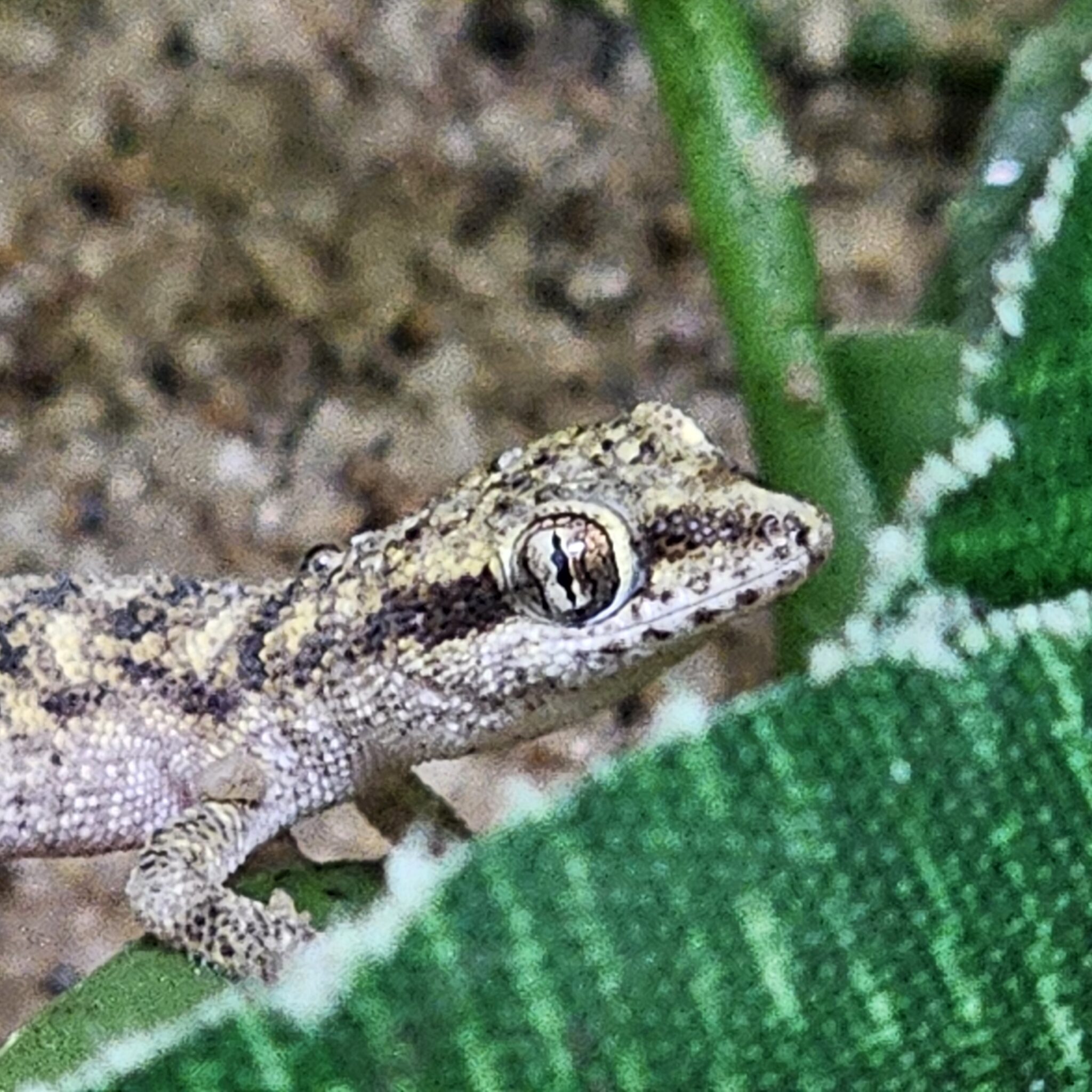 Lizards | Coast To Coast Exotics