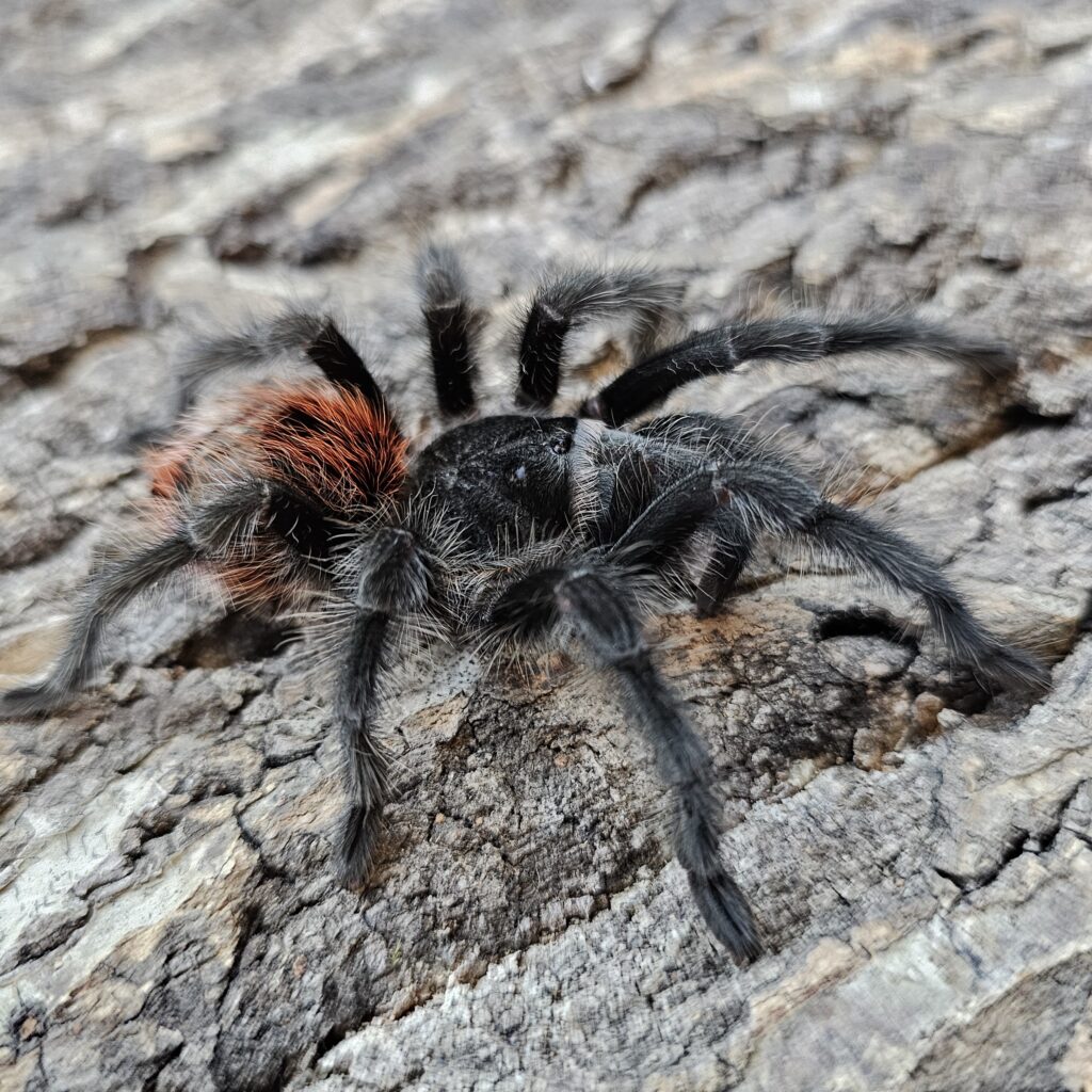 Spiders | Coast To Coast Exotics