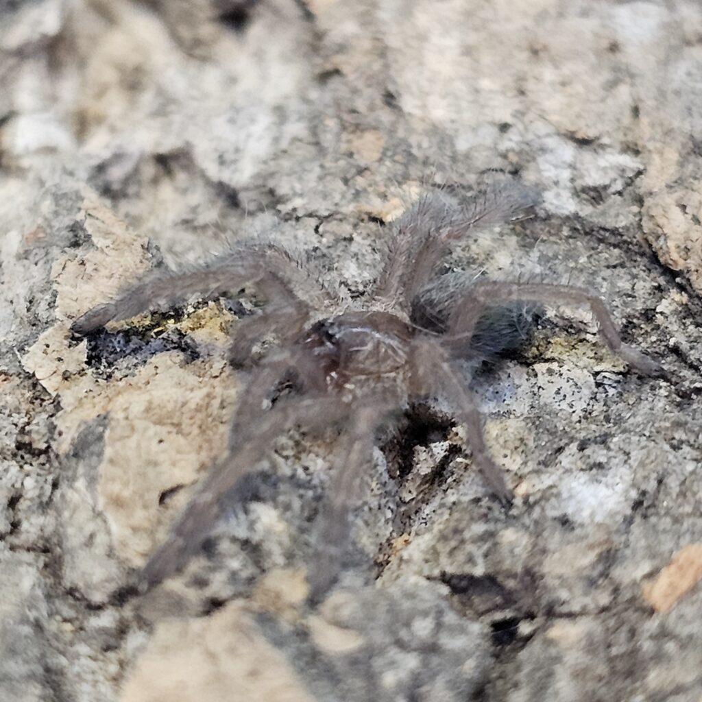 Invertebrates | Coast To Coast Exotics