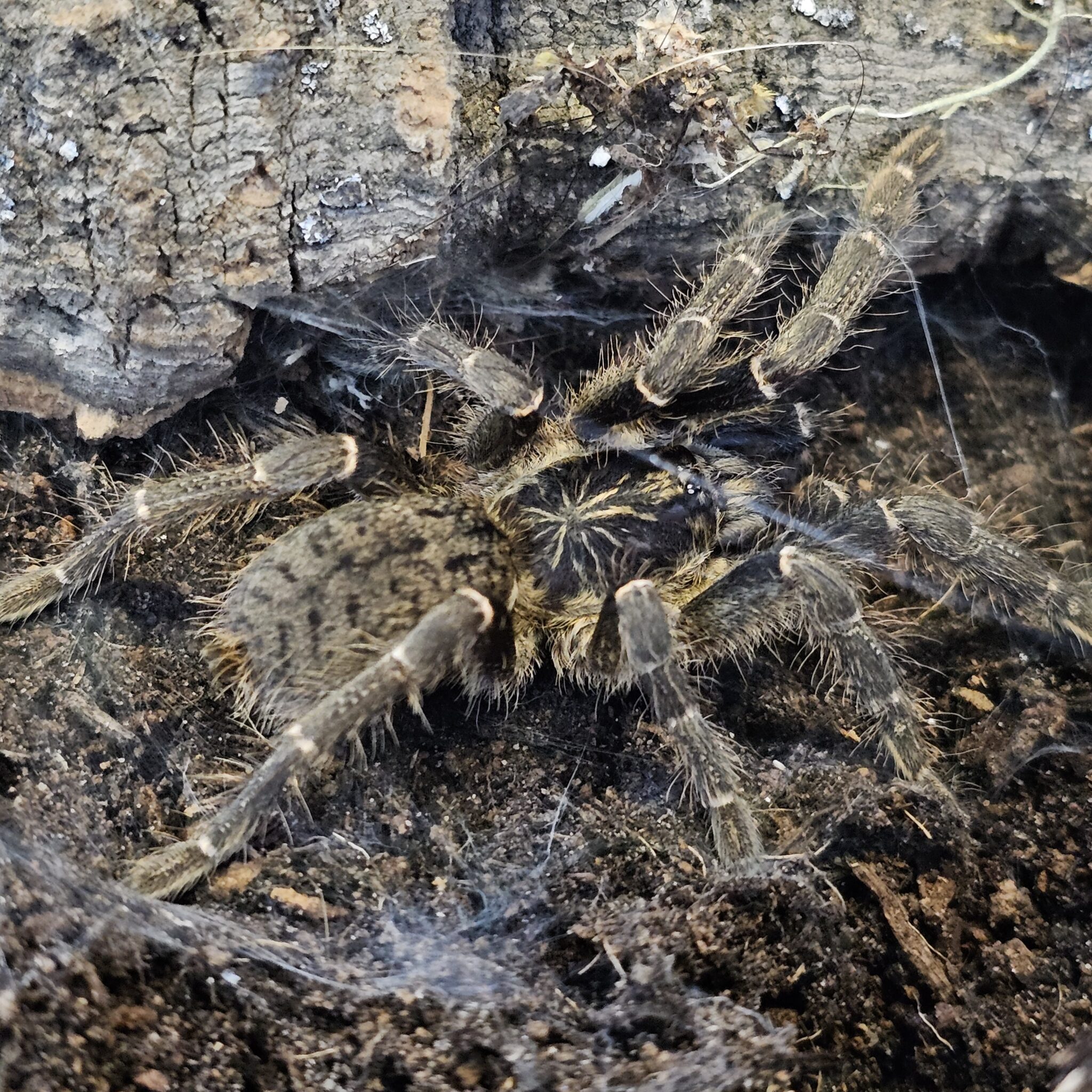 Spiders | Coast To Coast Exotics