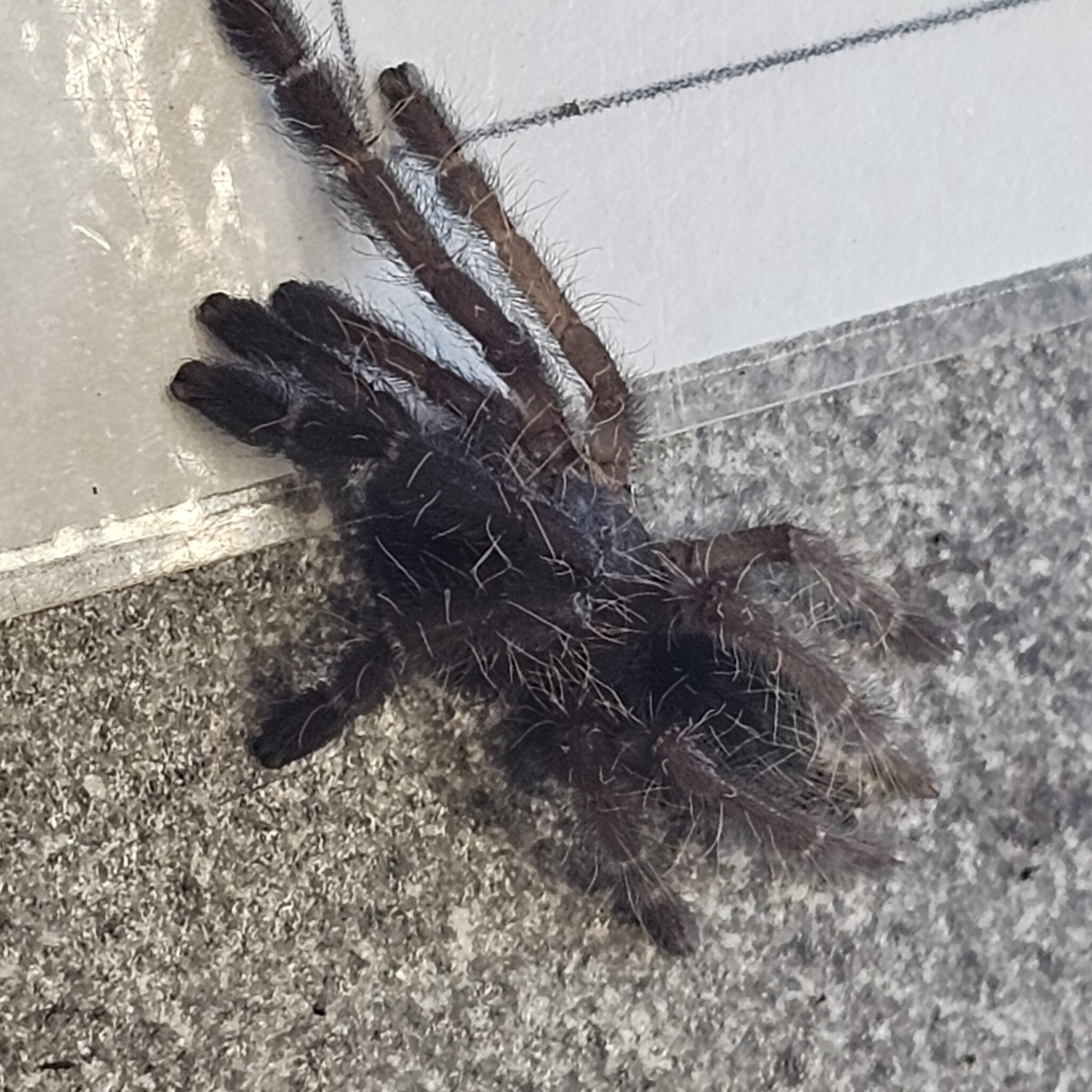 Invertebrates | Coast To Coast Exotics