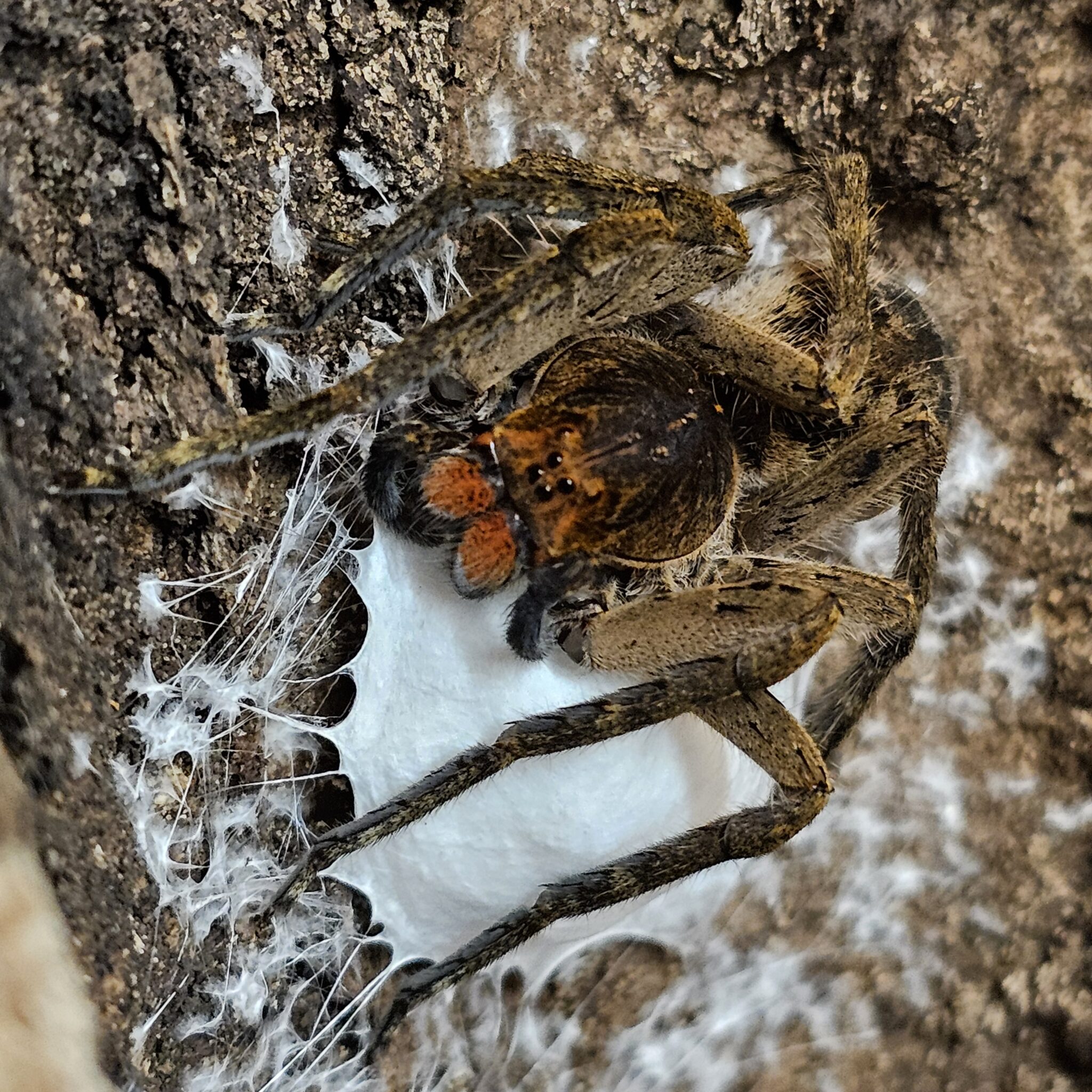 Female Red Fang Wandering Spider (Piloctenus haematostoma) | Coast To Coast Exotics