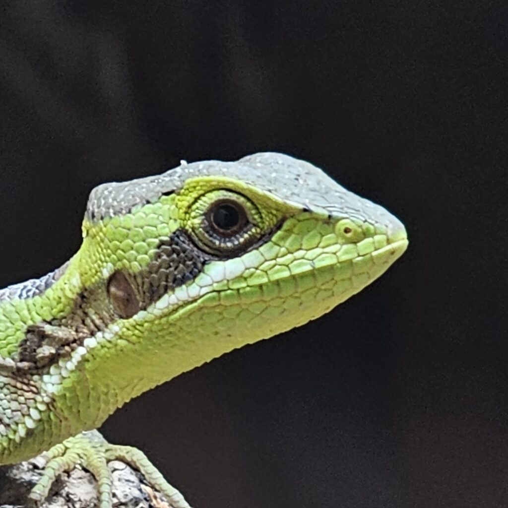 Eastern Casque Headed Iguana (Laemanctus longipipes) | Coast To Coast ...