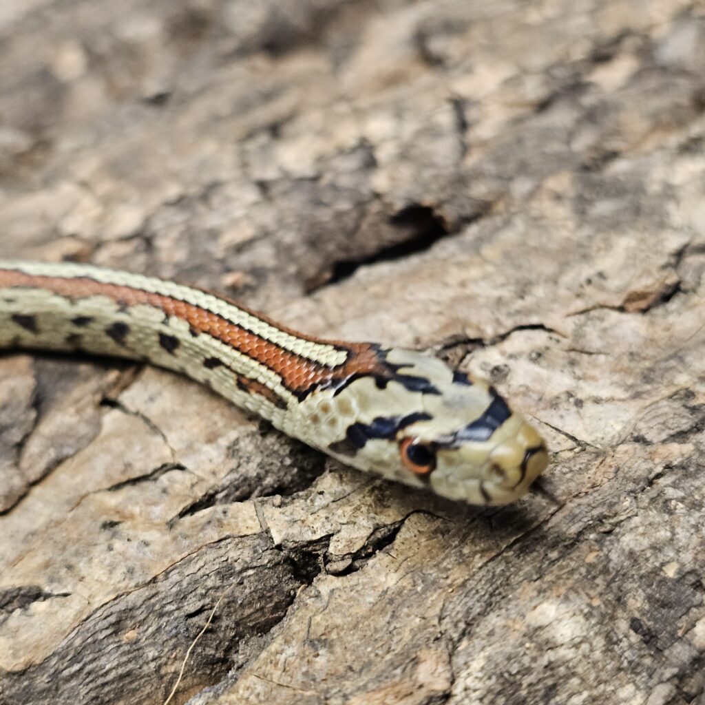 Striped Leopard Rat Snake (Zamensis situla) | Coast To Coast Exotics